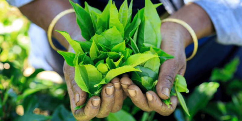 Tea Trail of Nuwara Eliya - Practical Details and Value