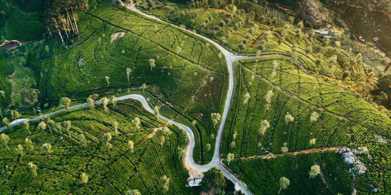 Tea Trail of Nuwara Eliya - Authenticity and Reviews