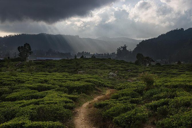 Tea Trails by Bicycle from Nuwara Eliya - An In-Depth Look at the Itinerary