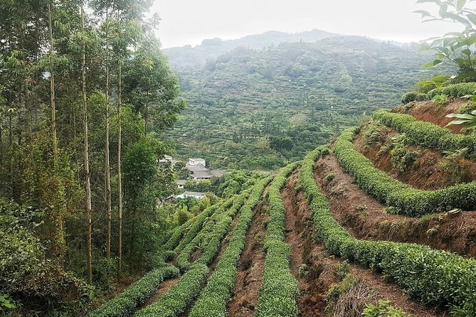 Tea Village in lost Town and Buddha 1 day tour - What Makes This Tour Stand Out?