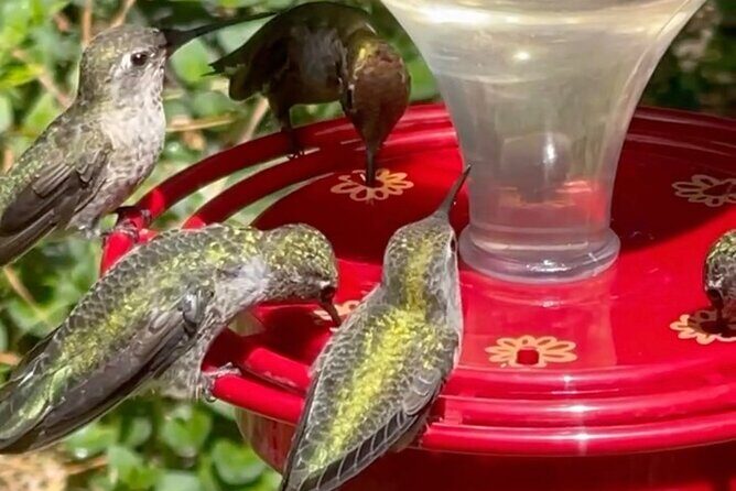 Tea with hummingbirds at a Hummingbird Sanctuary - Exploring the Delight of Tea with Hummingbirds at a California Sanctuary