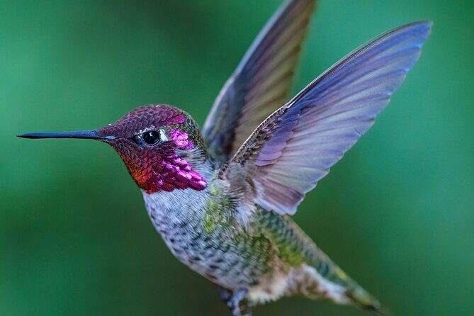 Tea with hummingbirds at a Hummingbird Sanctuary - Key Points