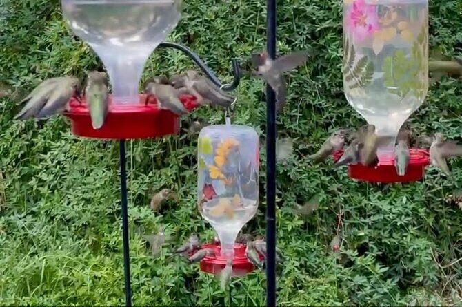 Tea with hummingbirds at a Hummingbird Sanctuary - Final Thoughts: Is It Worth It?