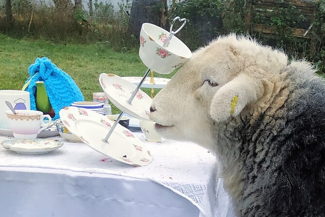 Tea With Naughty Sheep - Accessibility and Booking