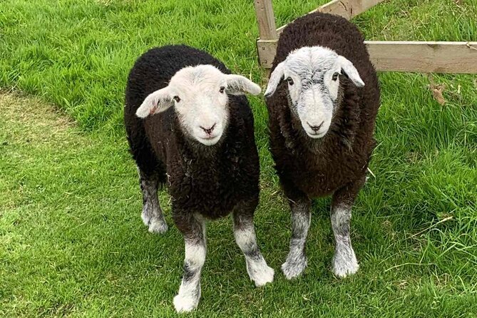 Tea With Naughty Sheep - Glowing Reviews