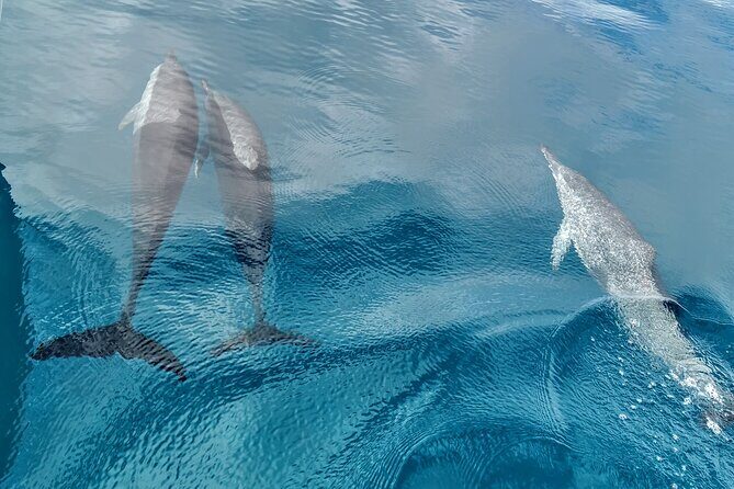 Teahupo'o Jurassic Tour and Private Diving - An In-Depth Look at the Tour Experience