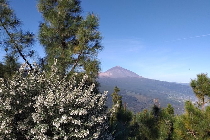 Teide Essential Shore Excursion VIP TOUR - Inclusions and Pickup Details