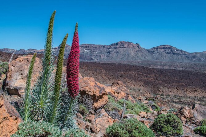 Teide National Park Full Experience with Professional Guide - The Sum Up
