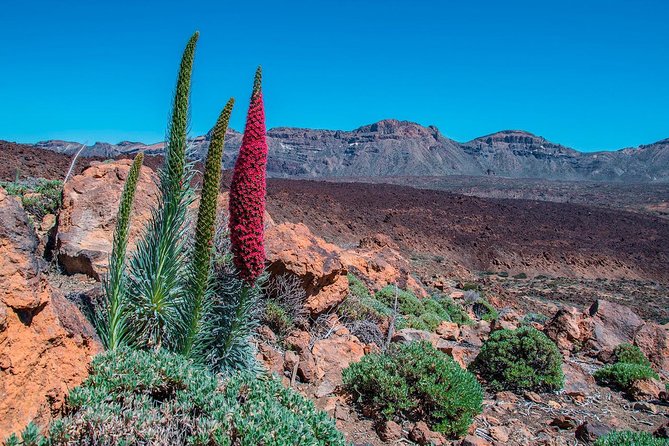 Teide National Park Half Day Tour With Hotel Pick up - Inclusions and Pickup Information