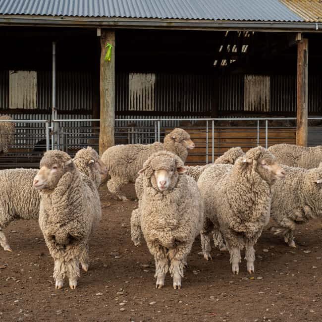 Tekapo: Merino Sheep Shearing and Sheepdog Demonstration - An Honest Look at the Tekapo Merino Sheep Shearing & Sheepdog Demonstration