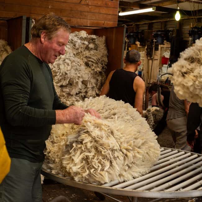 Tekapo: Merino Sheep Shearing and Sheepdog Demonstration - Key Points