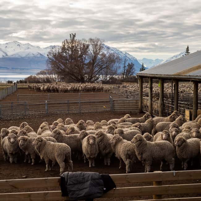 Tekapo: Merino Sheep Shearing and Sheepdog Demonstration - A Detailed Breakdown of the Experience