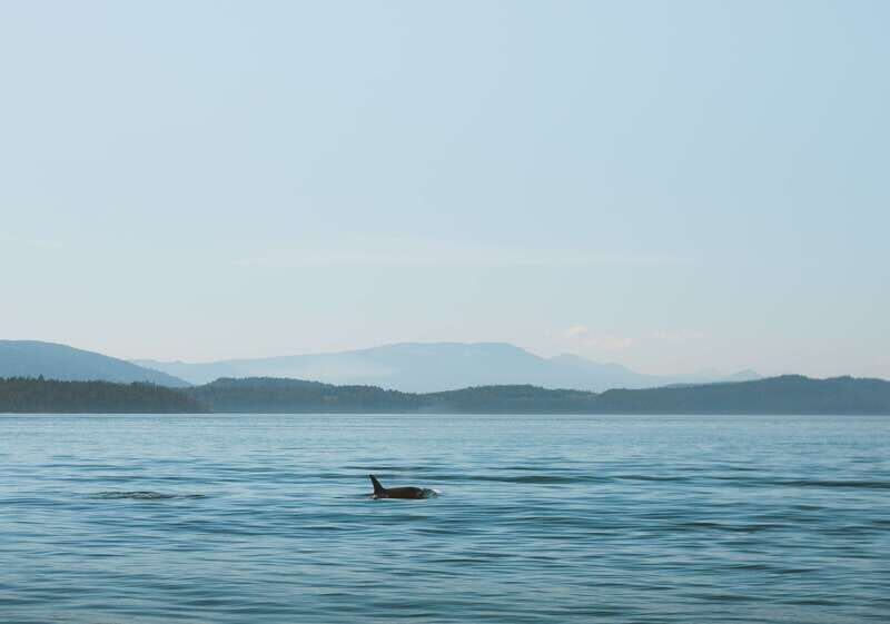 Telegraph Cove: 3-Hour Whale Watching Tour in a Zodiac Boat - The Authentic Experience and Final Thoughts
