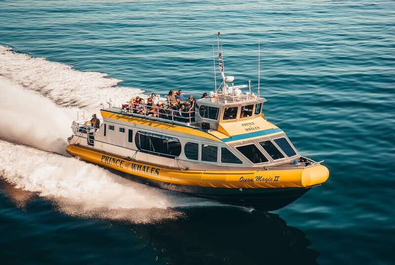 Telegraph Cove: Whale Watching Adventure with Free Photos - The Whole Experience: What to Expect on Your Whale Watching Trip