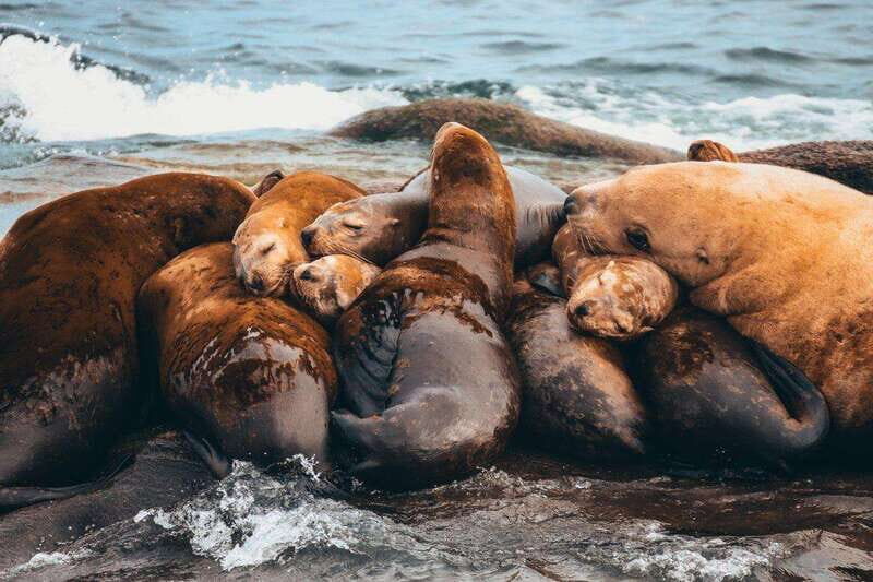 Telegraph Cove: Whale Watching Adventure with Free Photos - Who Should Book This Tour?