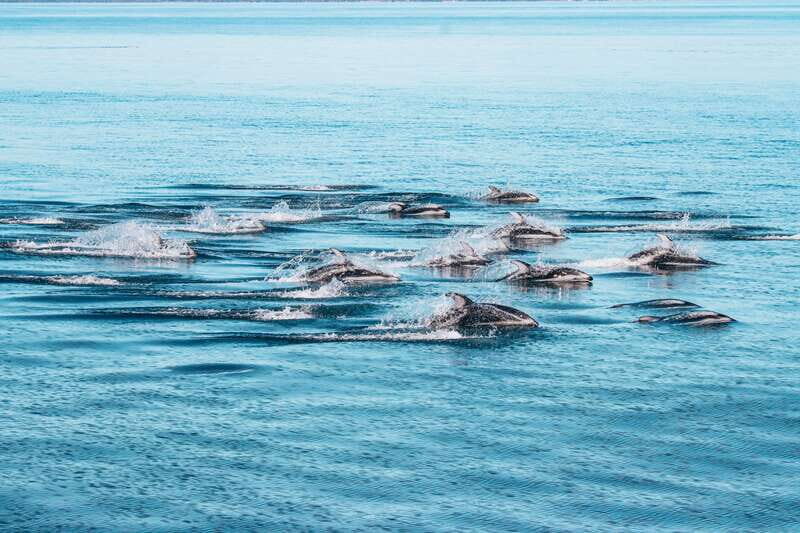 Telegraph Cove: Whale Watching Adventure with Free Photos - FAQs
