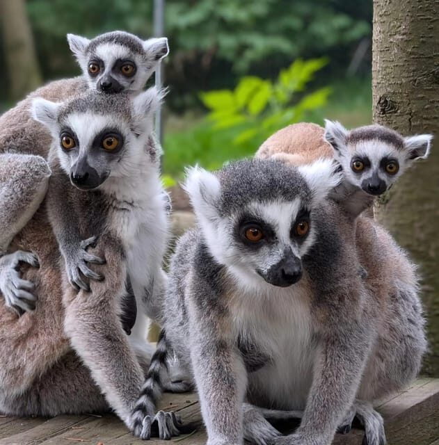 TELFORD: Hoo Zoo and Dinosaur World Entry Ticket - FAQs