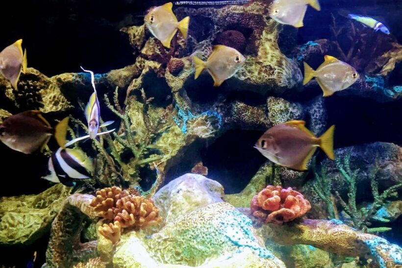 Temaiken Biopark Entry Tickets - Key Points