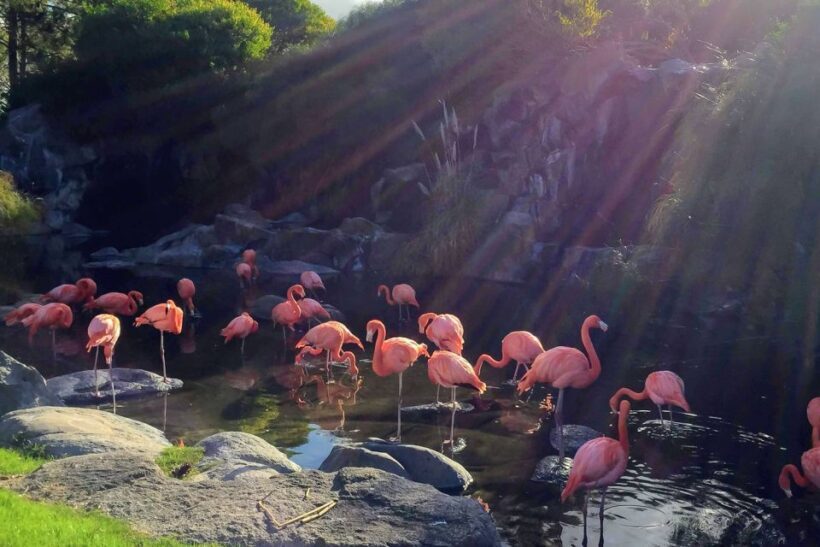 Temaiken Biopark Entry Tickets - Practical Tips for Your Visit