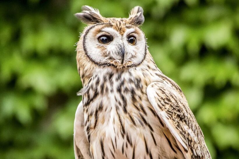 Temaiken Biopark Entry Tickets - Who Will Enjoy Temaiken Biopark?