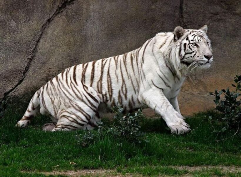 Temaiken Biopark Entry Tickets - The Sum Up