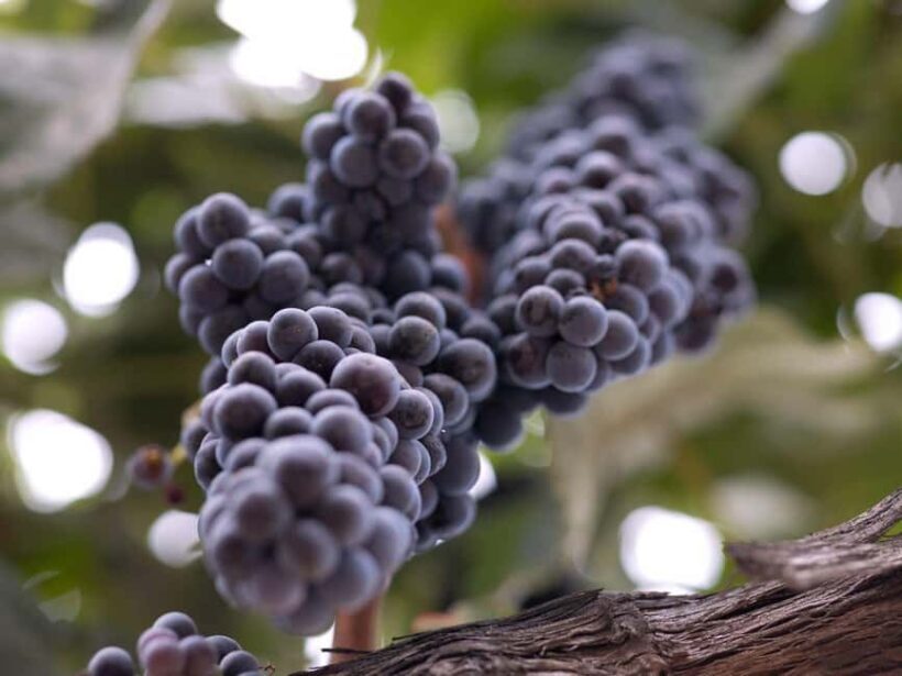 Temecula: 3-Winery Tour with Tastings and Lunch - The Itinerary: What to Expect on the Day