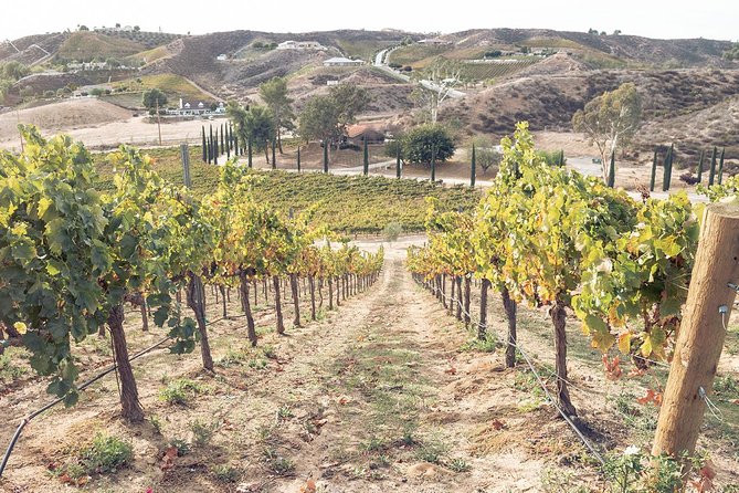 Temecula Valley Afternoon Wine Tour With Tastings and Cheeseboard - The Vineyards Youll Visit