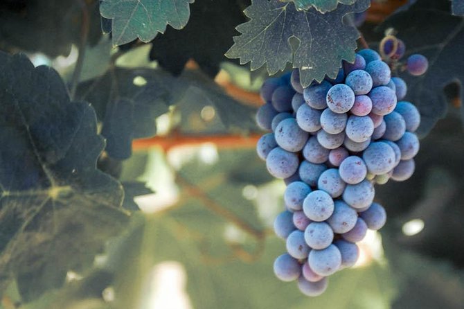 Temecula Valley Morning Wine Tour With Tastings and Cheeseboard - Transportation and Meeting Point