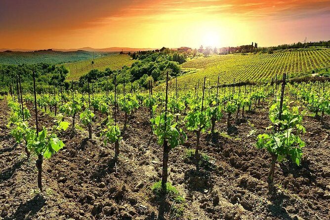 Temecula Wine Country Tour from San Diego - Transport and Group Size: Why It Matters