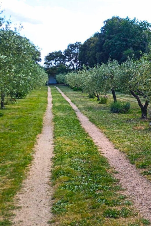 Tempio Pausania: Visit a Distillates Workshop with Tasting - A Deep Dive into the Distillery Experience in Tempio Pausania