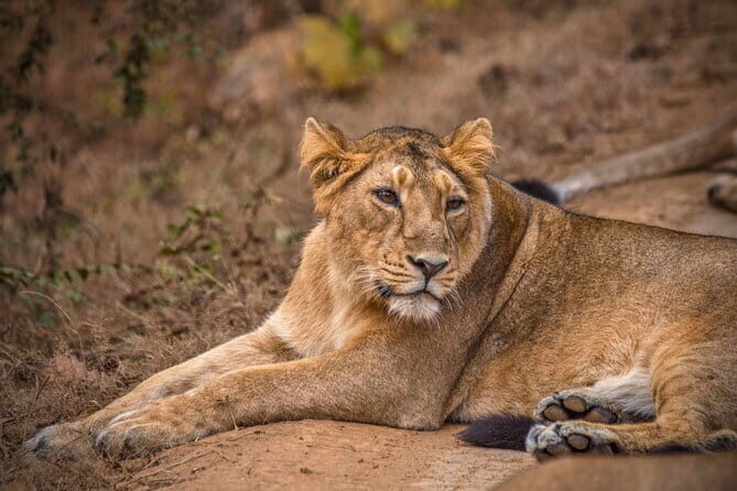 Temple & Lion Safari Tour from Rajkot in Gujarat - Key Points