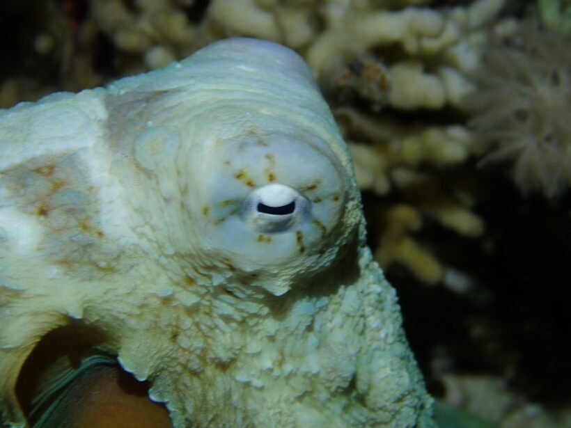 Tenerife: 2-Dive Private Scuba Discovery Course - The Practical Details