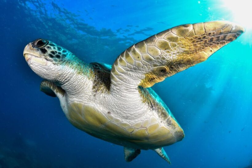 Tenerife: 2-Dive Private Scuba Discovery Course - The Booking & Flexibility