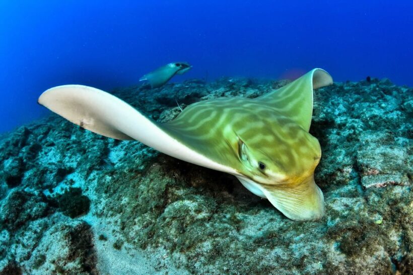 Tenerife: 2-Dive Private Scuba Discovery Course - Who Should Consider This Tour?