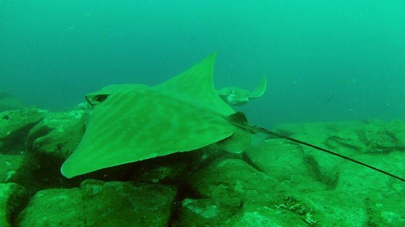 Tenerife: 2 Diving Sessions for Certified Divers - Key Points