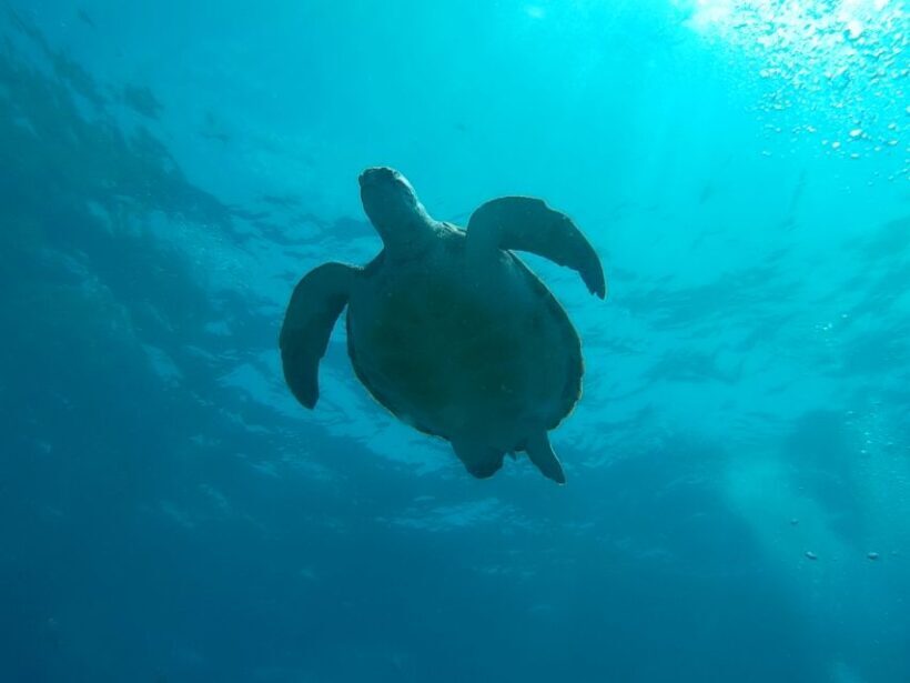 Tenerife: 2 Diving Sessions for Certified Divers - Final Thoughts: Is It Worth It?