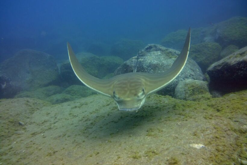 Tenerife: 2 Diving Sessions for Certified Divers - FAQ
