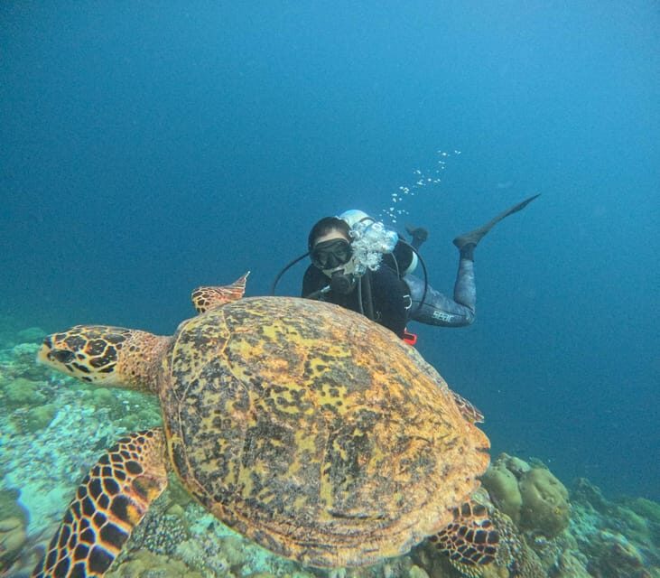 Tenerife - 2 Guided Dives for Certified Divers - Half Day - Final Thoughts: Who Should Sign Up?