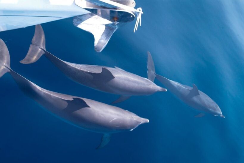 Tenerife: 3 &-6 Hour Private Whale & Dolphin Watching - An Overview of the Tour