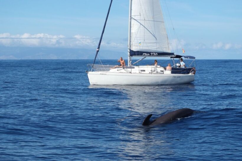 Tenerife: 3 &-6 Hour Private Whale & Dolphin Watching - Value and Pricing