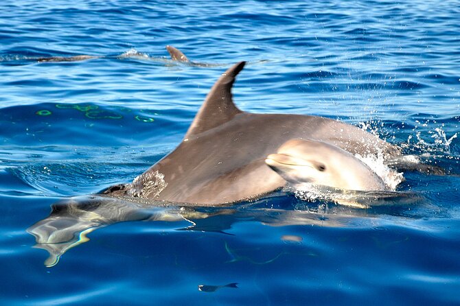 Tenerife 3-Hour Discover Whales and Dolphins - FAQ