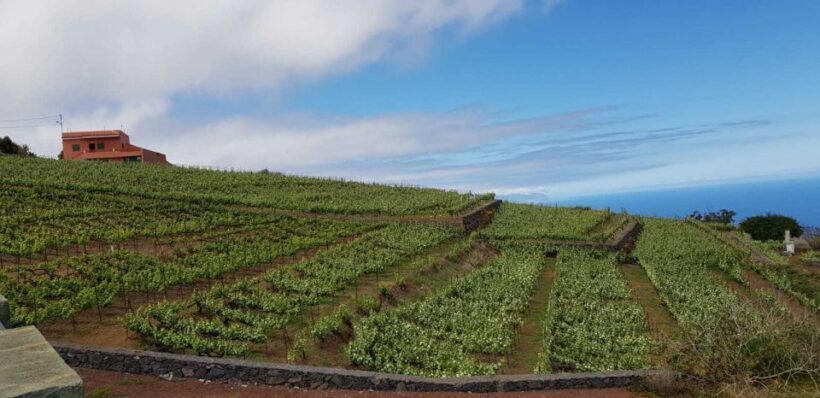 Tenerife: 4-Hour Gauchinche Food Tour - Is This Tour Worth It?