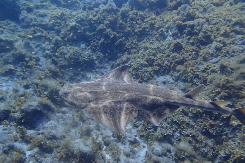 Tenerife: Abades Beach Beginner Diving Experience - Key Points
