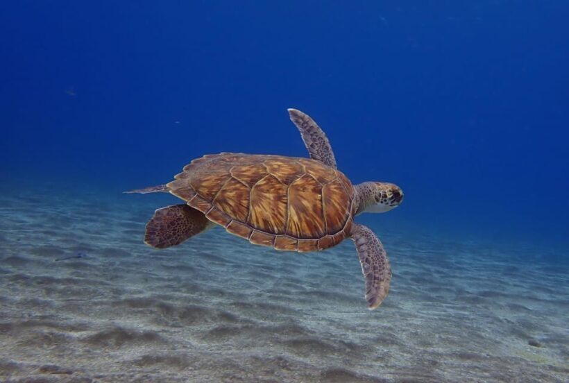 Tenerife: Abades Beach Beginner Diving Experience - What’s Included and What’s Not