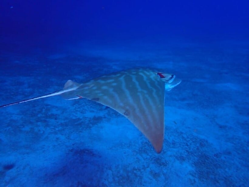 Tenerife: Abades Beach Beginner Diving Experience - FAQ