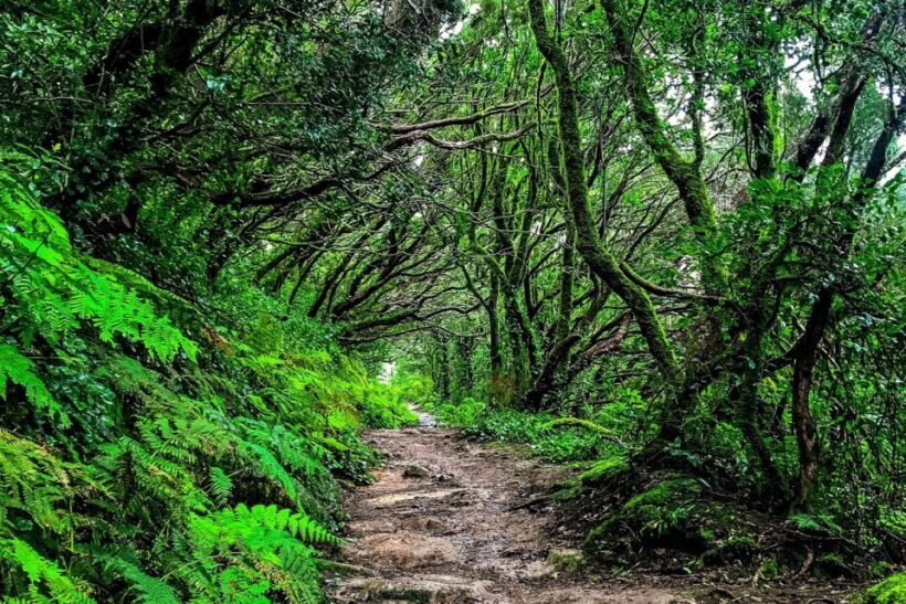 Tenerife: Anaga Rural Park Private Tour - A Taste of Local Gastronomy