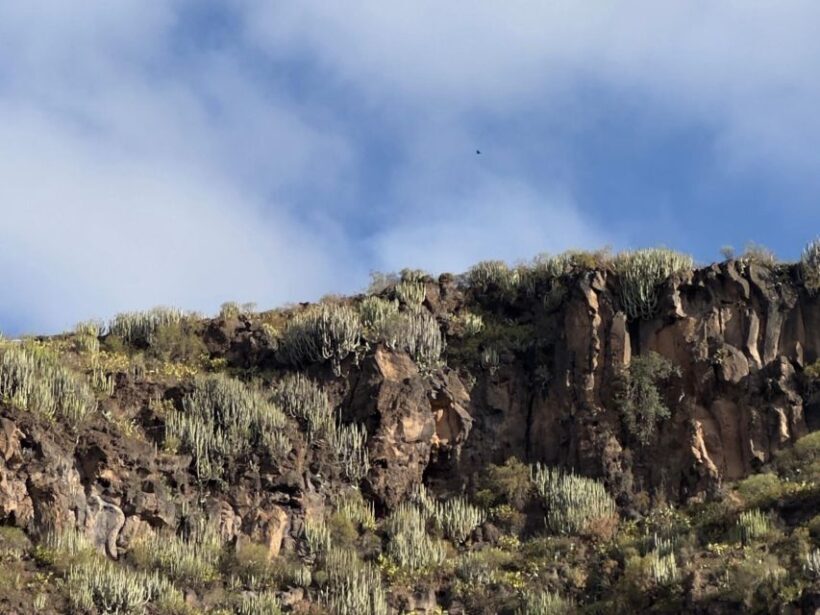 Tenerife: Barranco del Infierno Guided Hiking Tour - What Is the Tenerife Barranco del Infierno Tour?