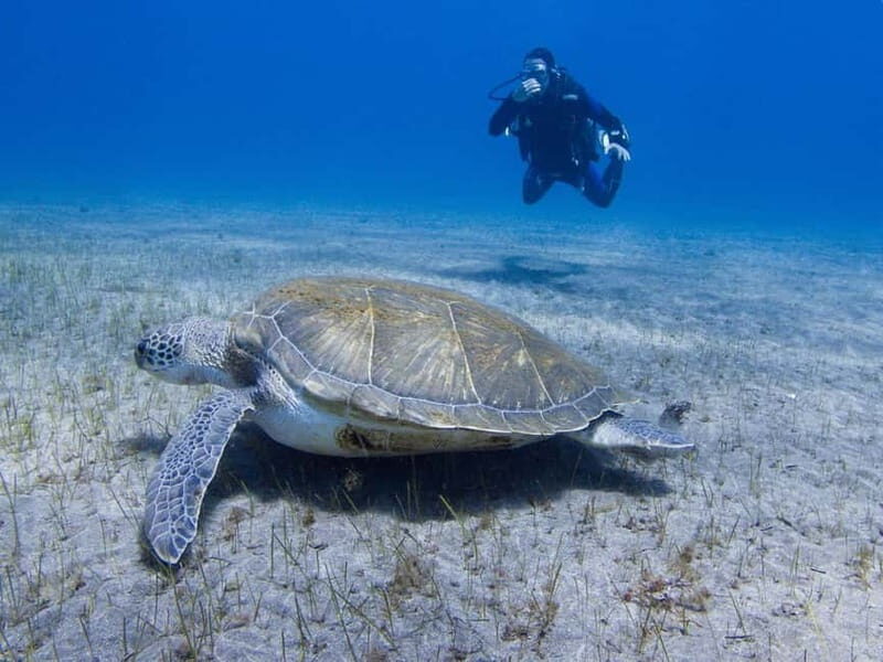 Tenerife: Beginner Scuba Diving Experience with Pickup - Key Points