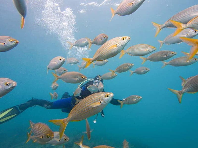 Tenerife: Beginner Scuba Diving Experience with Pickup - The Real Stories: What Participants Say