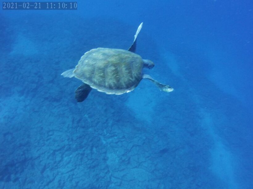 Tenerife: Beginner's Dive at a Spot with Turtle Sightings - The Sum Up